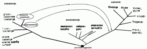 Kako je nastao život na zemlji? | Hemija | Svet hemije